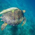 Snorkel boat tour in search of turtles - The Bottom Line