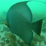 Snorkel in the Costa Maya Reef and Rest on the Beach - The Sum Up