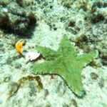 SNORKEL & TEQUILA TASTING - The Itinerary Breakdown