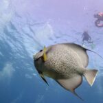 Snorkel Tour at Musa and Manchones Reef - What Makes Musa and Manchones Reef Special?