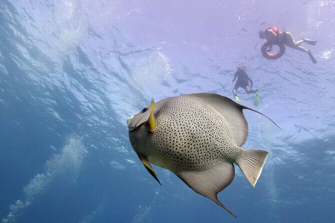 Snorkel Tour at Musa and Manchones Reef - What Makes Musa and Manchones Reef Special?