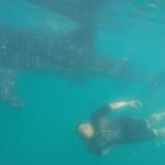 Snorkel Tour with Whale Shark in La Paz - The Sum Up