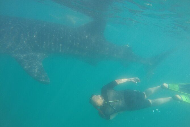 Snorkel Tour with Whale Shark in La Paz - The Sum Up