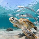 Snorkel Tours to Shallow Coral Reefs at Pennekamp Underwater Park - The Sum Up