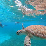 snorkel with tropical fish, reefs, and in search of turtles - The Guides and Service