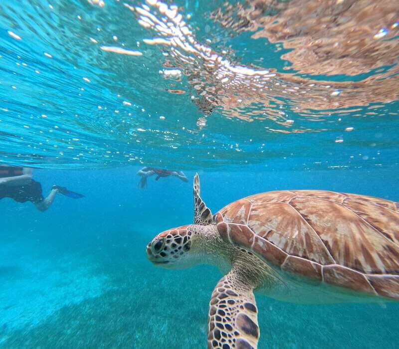 snorkel with tropical fish, reefs, and in search of turtles - The Guides and Service