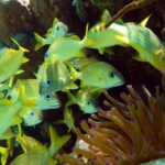 Snorkel Xtreme Cancun - Analyzing the Value