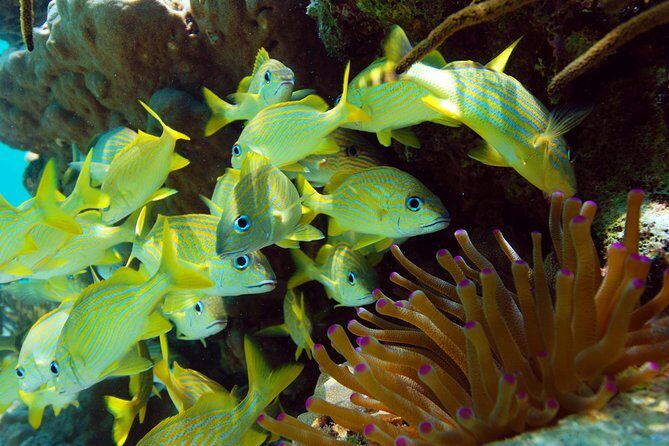 Snorkel Xtreme Cancun - Analyzing the Value