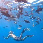 Snorkeling Adventure at Turtle Canyon - Practical Tips for Travelers