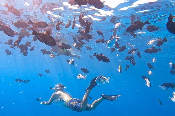 Snorkeling Adventure at Turtle Canyon - Practical Tips for Travelers