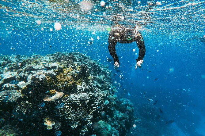 Snorkeling Adventure in La Jolla - Authentic Encounters and Practical Tips