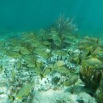 Snorkeling Adventure in Puerto Morelos - Transportation and Group Size