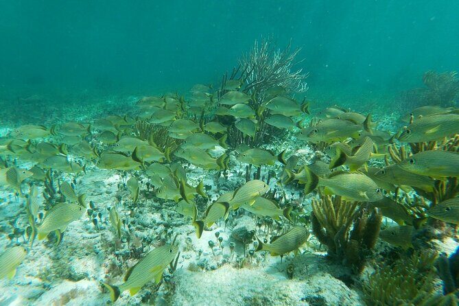 Snorkeling Adventure in Puerto Morelos - Transportation and Group Size
