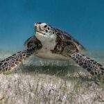 Snorkeling Adventure Swim with Sea Turtles at Akumal - Authentic Experiences and Practical Tips