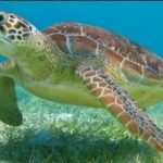 Snorkeling Combo 3 x 1 Lagoon Cenote Reef with Tulum Temples - Authentic Feedback from Participants