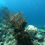 Snorkeling Experience Cozumel only from Playa del Carmen - Exploring the Tour in Detail