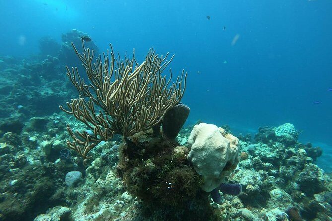 Snorkeling Experience Cozumel only from Playa del Carmen - Exploring the Tour in Detail