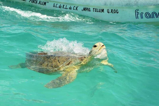 Snorkeling in Sian Ka'an - Authentic Experiences and Highlights from Reviews