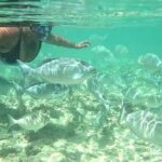 Snorkeling in Waikiki Many Fish All Levels Free Video & Pics! - Who Will Love This Tour?