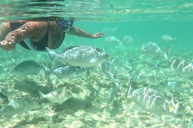 Snorkeling in Waikiki Many Fish All Levels Free Video & Pics! - Who Will Love This Tour?