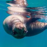 Snorkeling Open Ocean Wildlife Safari in Los Cabos with Photos Included - Analyzing the Value
