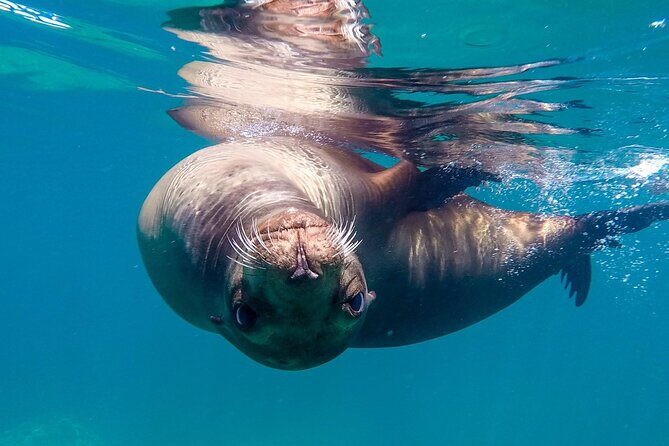 Snorkeling Open Ocean Wildlife Safari in Los Cabos with Photos Included - Analyzing the Value