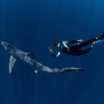Snorkeling or Swimming with Sharks in Cabo San Lucas - What About the Sharks? Realistic Expectations