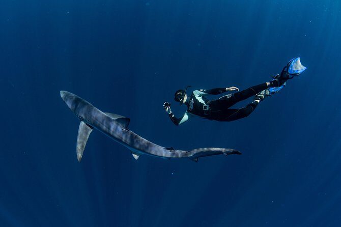 Snorkeling or Swimming with Sharks in Cabo San Lucas - What About the Sharks? Realistic Expectations