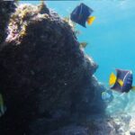 Snorkeling San Carlos with a Marine Biologist - Details that Matter