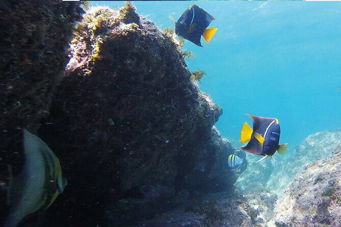 Snorkeling San Carlos with a Marine Biologist - Details that Matter