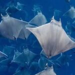 Snorkeling with Mobulas in La Ventana Bay Round trip from La Paz - The Food and Comfort Aspects