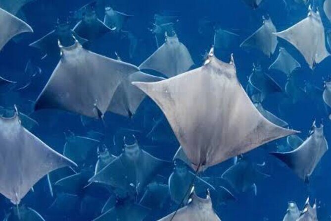Snorkeling with Mobulas in La Ventana Bay Round trip from La Paz - The Food and Comfort Aspects