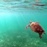 Snorkeling with Turtles and Cenote Tour from Riviera Maya - Practical Details and What You Get