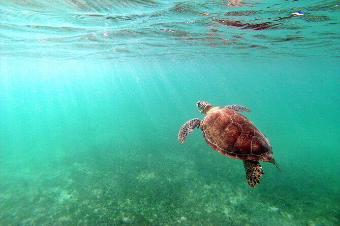Snorkeling with Turtles and Cenote Tour from Riviera Maya - Practical Details and What You Get