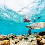 Snorkeling with Turtles and Cenotes - Authentic Experiences as Highlighted by Travelers