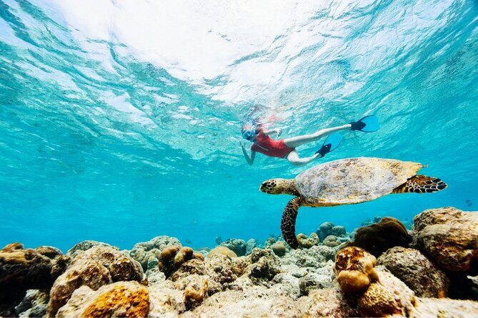 Snorkeling with Turtles and Cenotes - Authentic Experiences as Highlighted by Travelers
