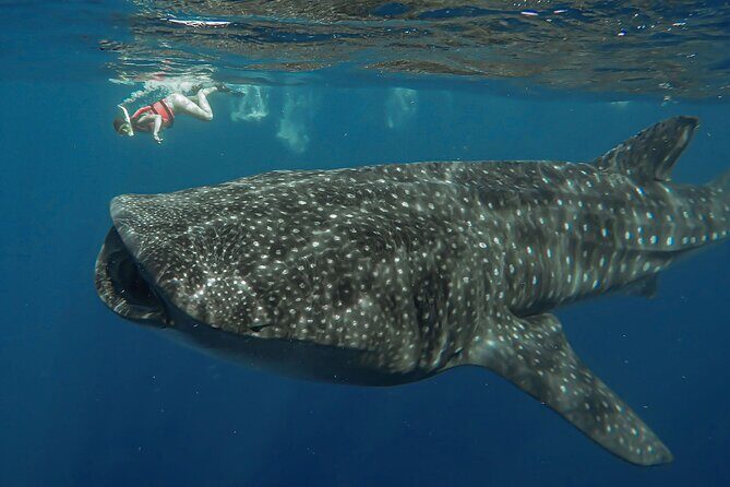 Snorkeling with Whale Sharks - Isla Mujeres - Extra Stop and Isla Mujeres Relaxation