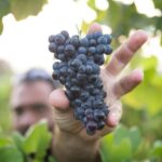 Solvang: Santa Ynez Valley Wine Tours w/ Lunch & Tastings - Why This Tour Works Well