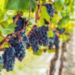 Sonoma County: Tasting Pass (Choose 1, 2, or 90 Days) - Whos This Experience Best For?