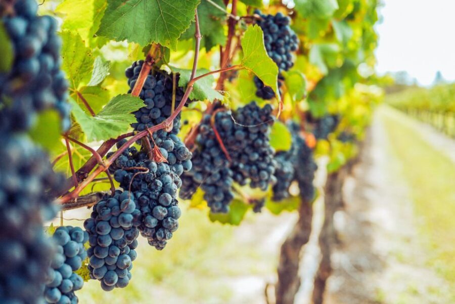 Sonoma County: Tasting Pass (Choose 1, 2, or 90 Days) - Whos This Experience Best For?