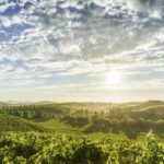 Sonoma Valley: Guided Winery Tour with Picnic Lunch - The Guide and Group Experience