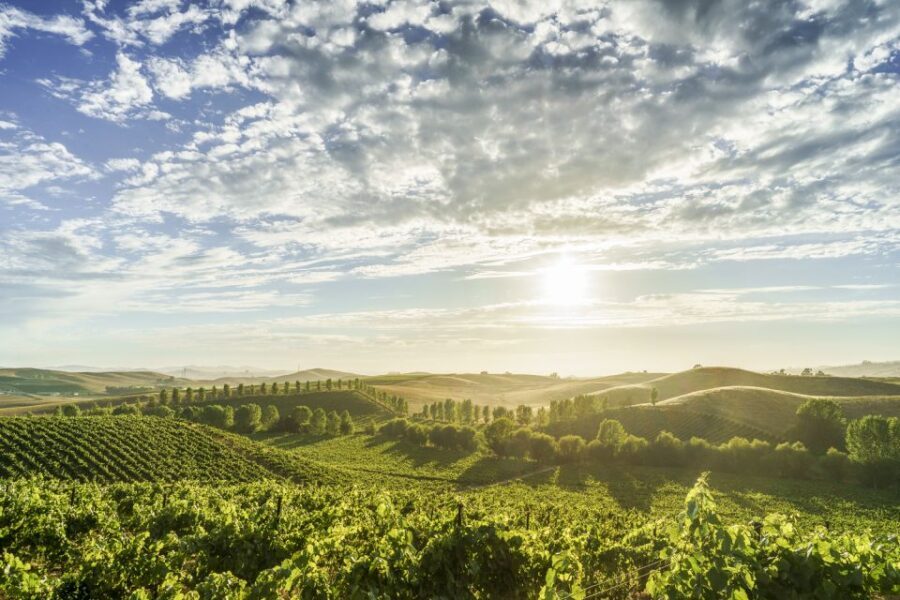 Sonoma Valley: Guided Winery Tour with Picnic Lunch - The Guide and Group Experience