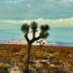 Soul Reconnection Retreat in Joshua Tree - Who Will Love This Retreat?