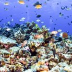 South Maui: Eco Friendly Molokini and Turtle Town Tour - What Sets This Tour Apart