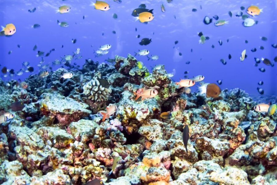 South Maui: Eco Friendly Molokini and Turtle Town Tour - What Sets This Tour Apart