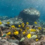 South Maui: Lanai Snorkel & Dolphin Watch from Maalaea - Equipment, Amenities, and Practical Tips