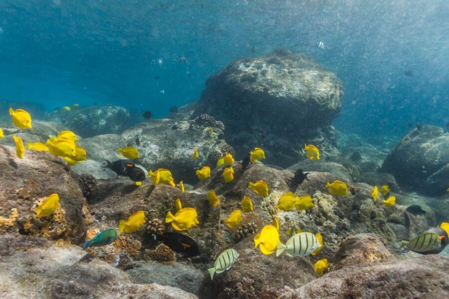 South Maui: Lanai Snorkel & Dolphin Watch from Maalaea - Equipment, Amenities, and Practical Tips
