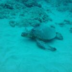 South Maui: Maalaea Guided Luxury Snorkel Cruise - The Practical Details