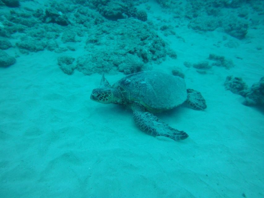 South Maui: Maalaea Guided Luxury Snorkel Cruise - The Practical Details