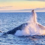 South Maui: Whale Watch Kayaking and Snorkel Tour in Kihei - The Itinerary in Detail